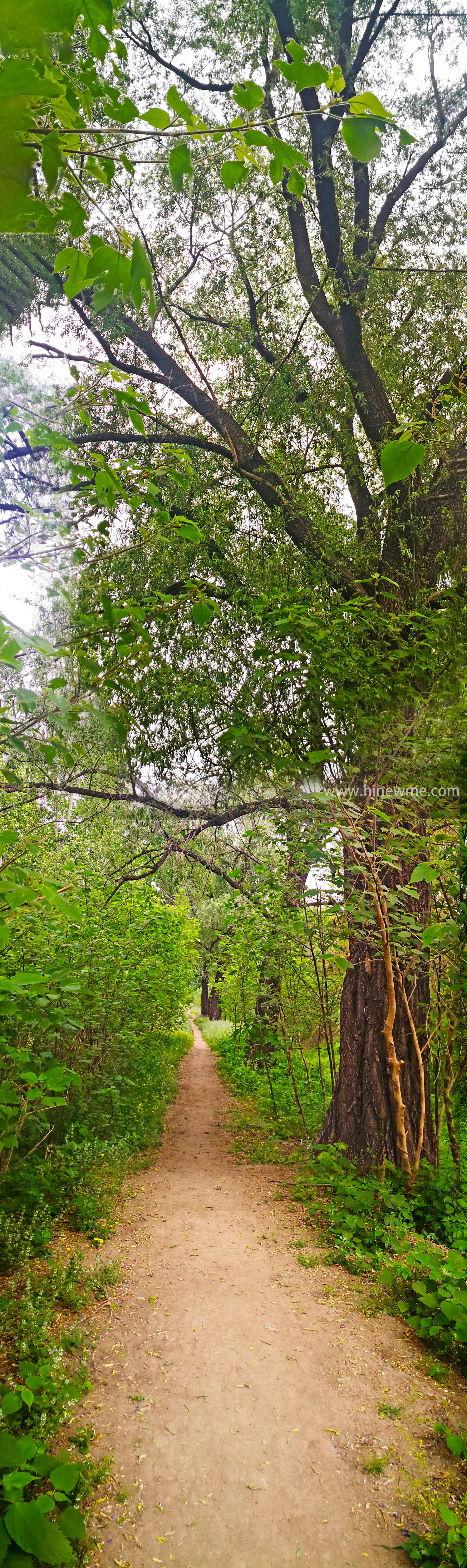 15 Tree photography pictures and photography skill