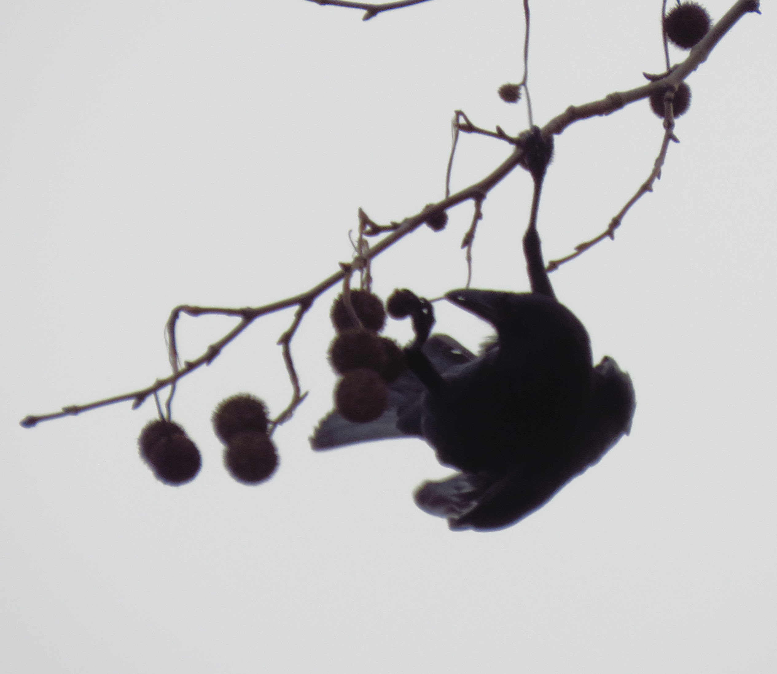 The Rattling Crow: 2020