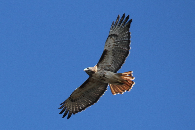 Tails of Birding: Cape May Hawk Watch