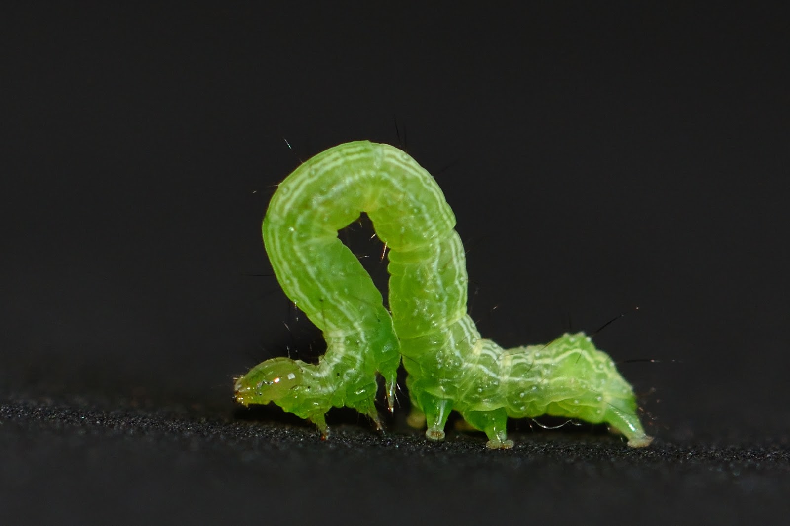 Fotografía de Naturaleza: Autographa Gamma - Plusia Gamma
