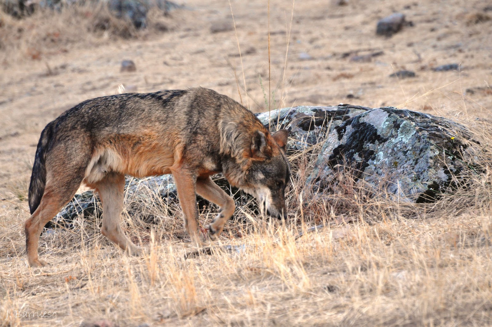 De paseo por la naturaleza: Lobo ibérico: el cazador cazado.
