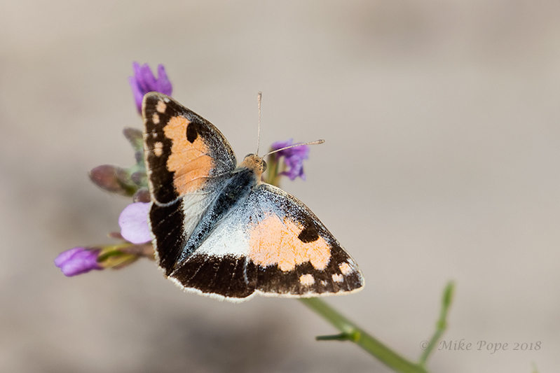 Kuwait Birding: Birds and invertebrates