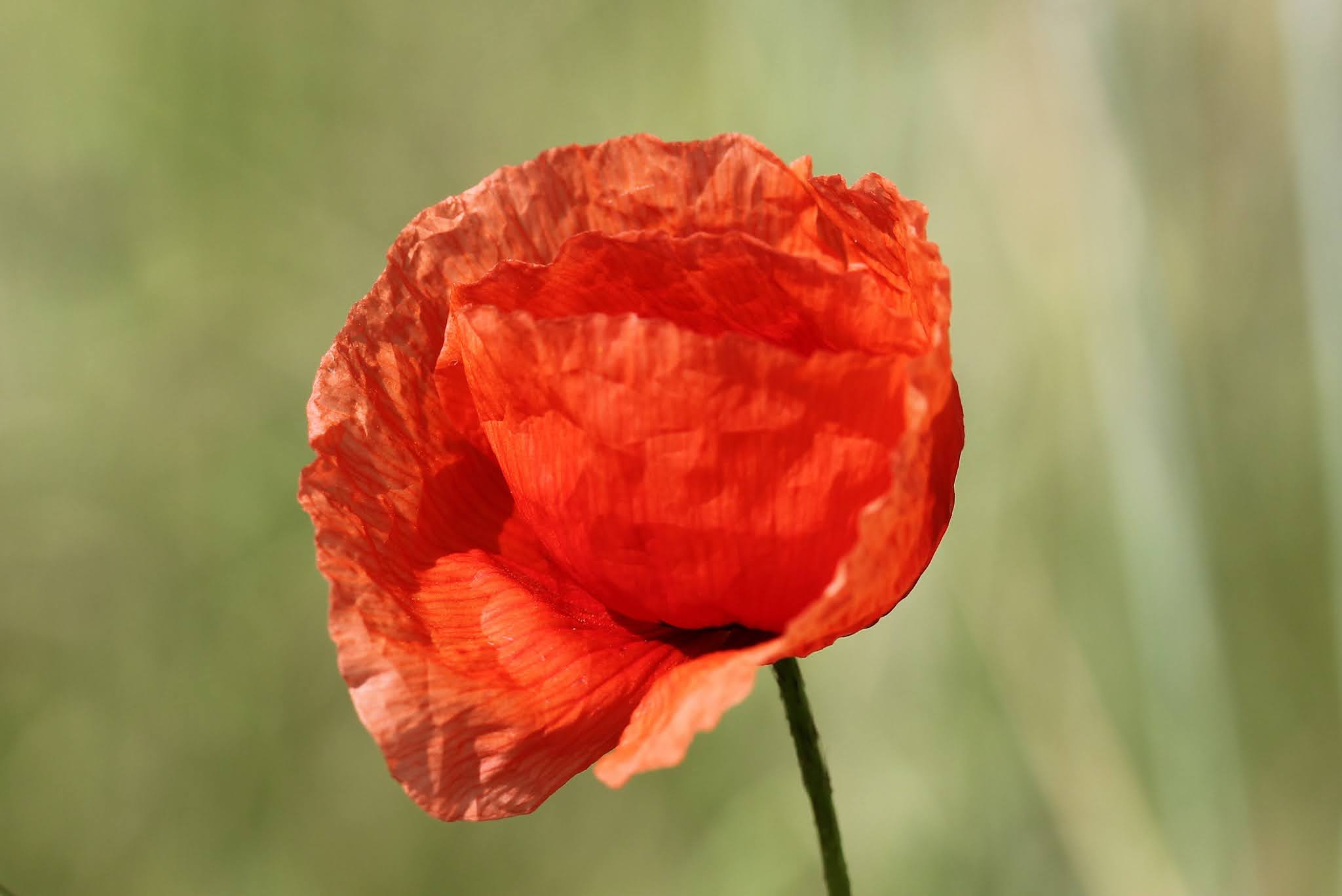Sonnentage: Roter Mohn