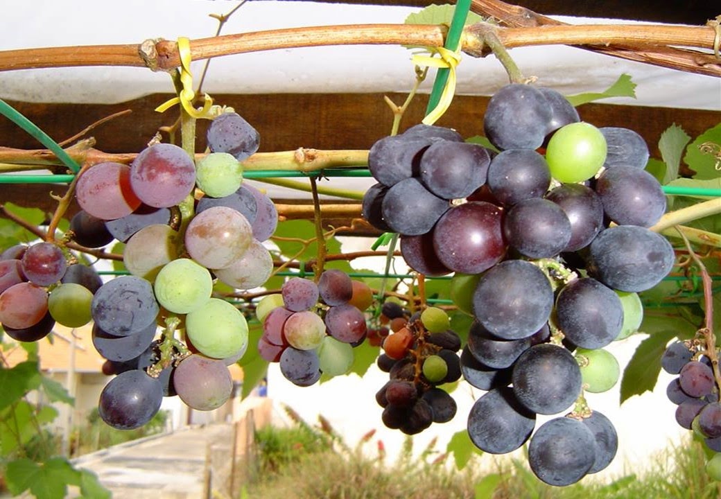 Floras Lovers ... All About Gardening: DIY LOVERZ > Anggur Isabella ...