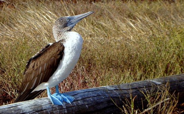 Animal World: Atobá de pés azuis