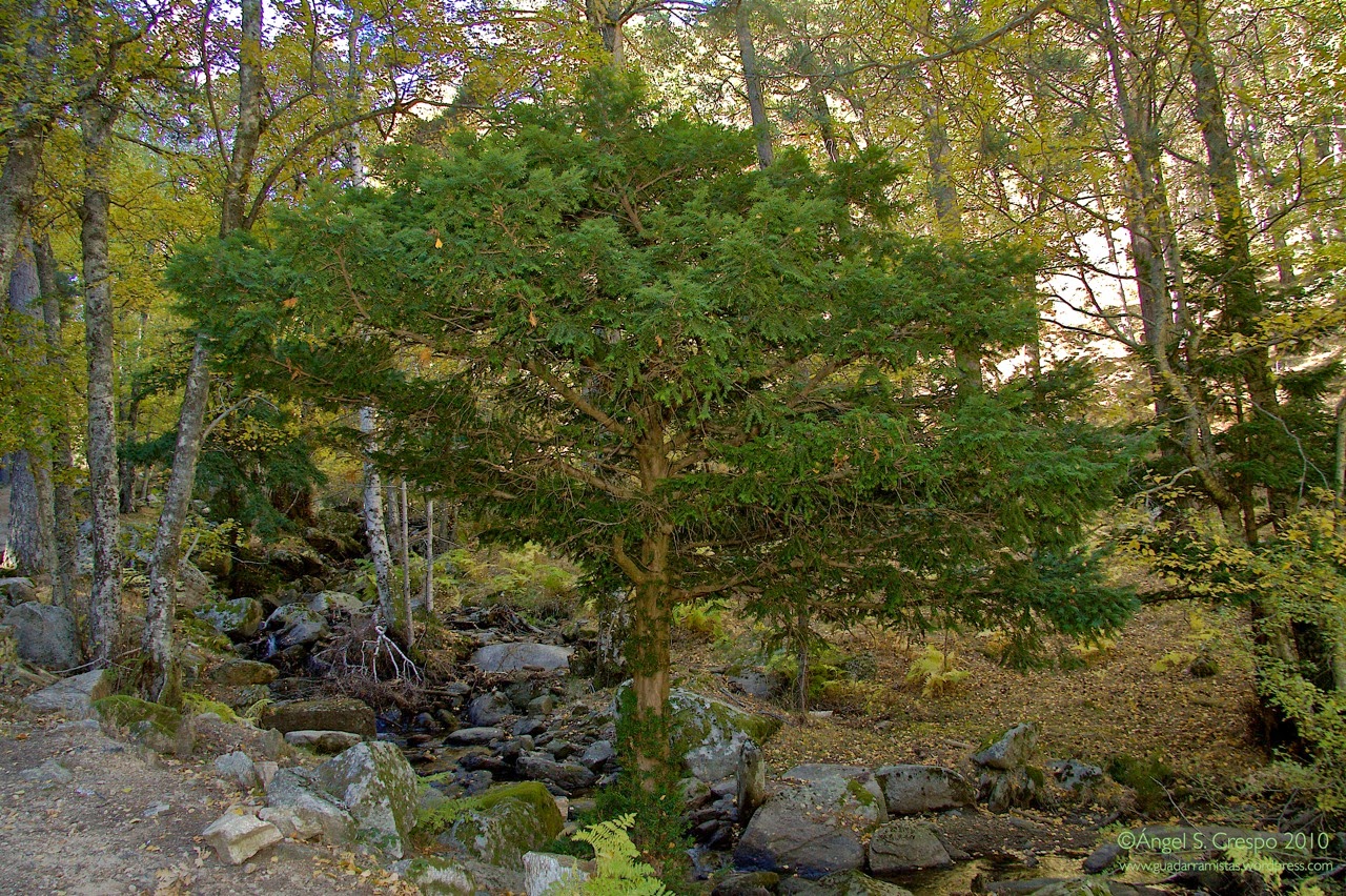 TEJO,Taxus baccata