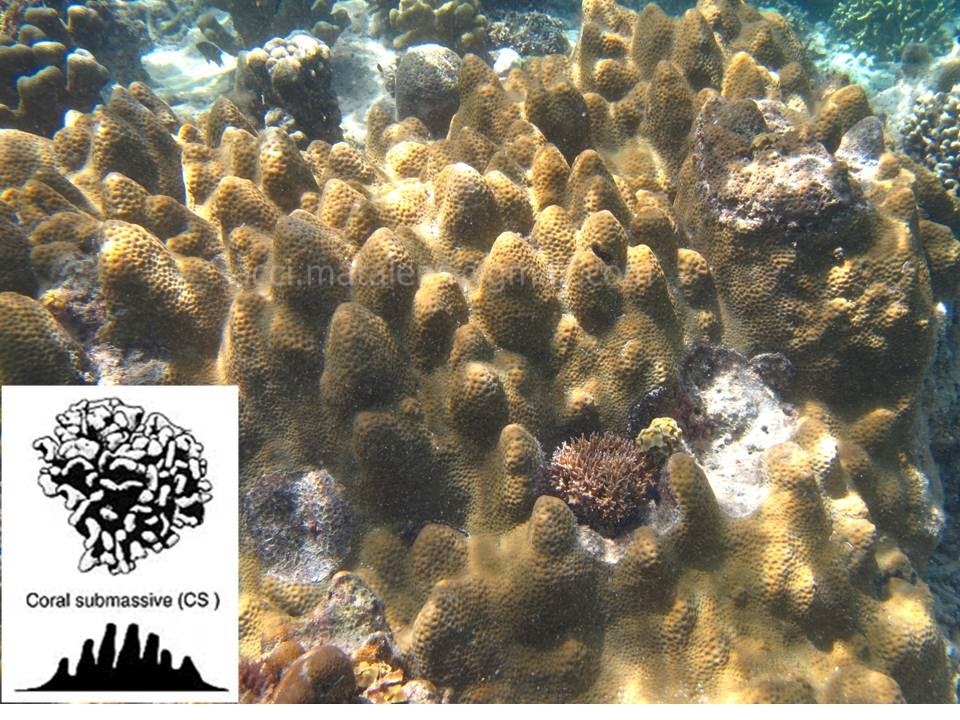 Pamacca: Bentuk Pertumbuhan Karang