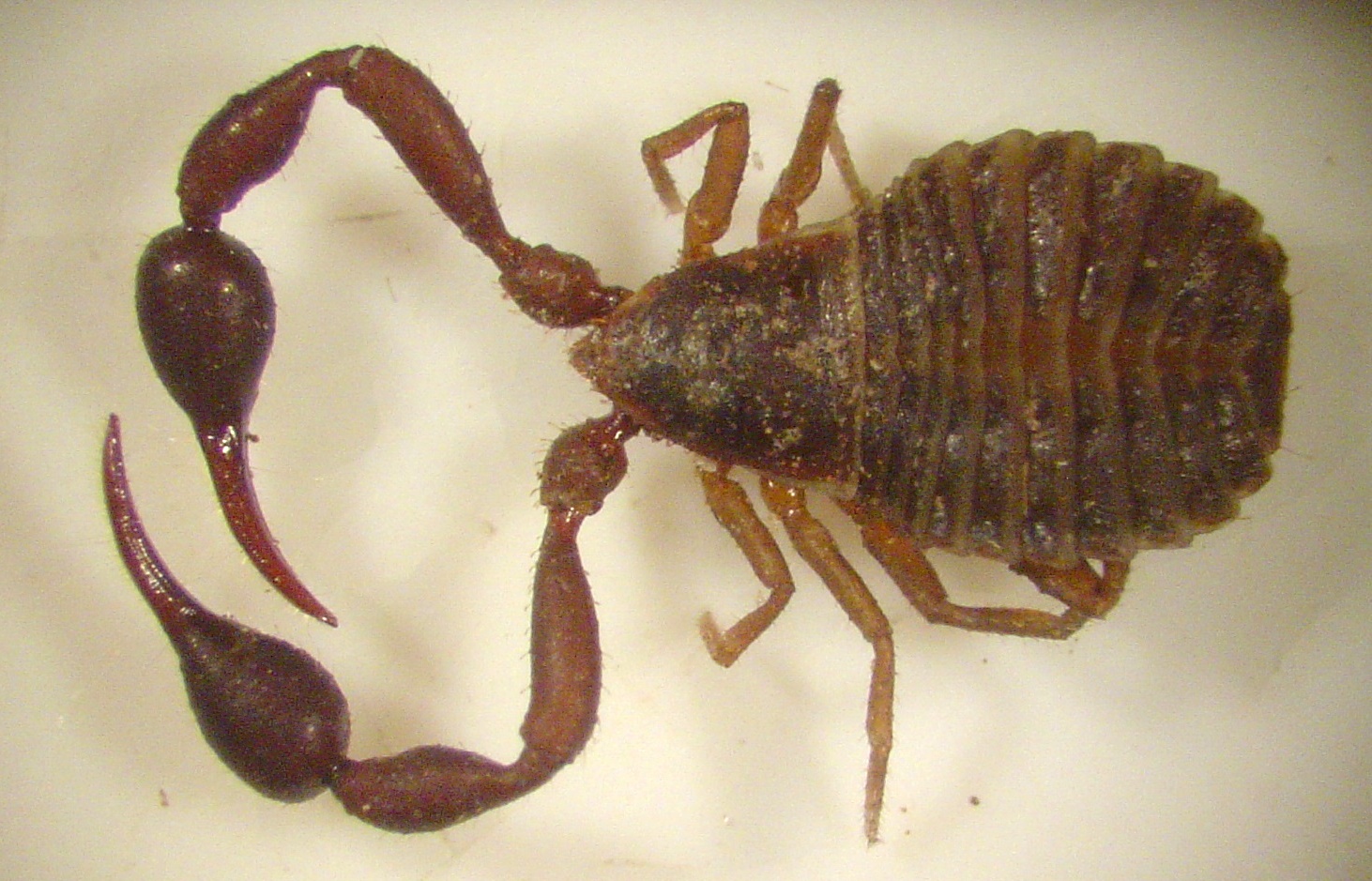 conservation: Pseudoscorpions to the rescue!﻿
