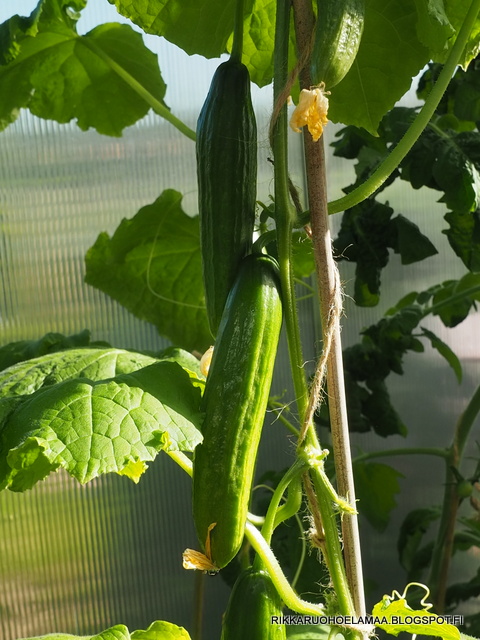 Rikkaruohoelämää: Kurkuista kanttaamiseen