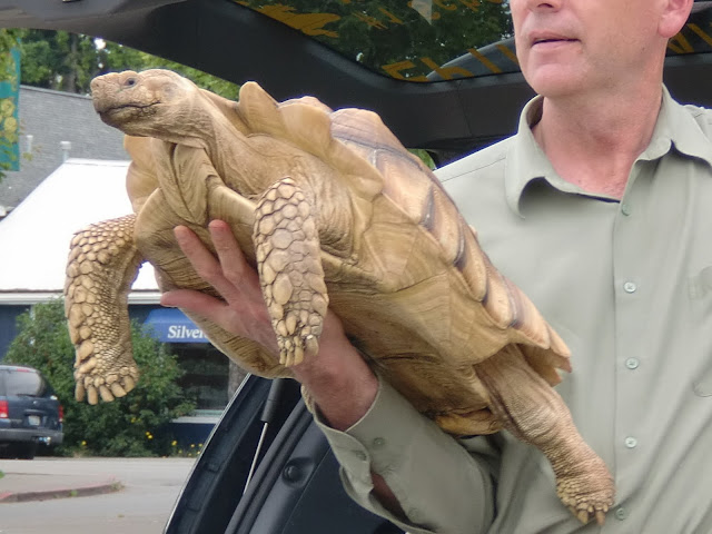 watch out for the woestmans: The Reptile Man