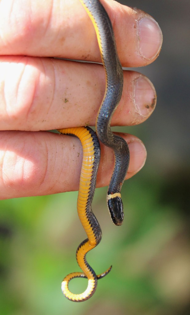 Northern Ringneck Snake