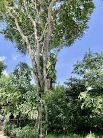 Common trees and plants