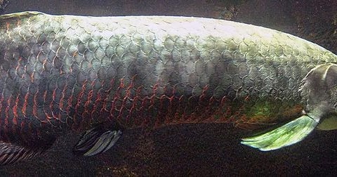 Arapaima Teeth