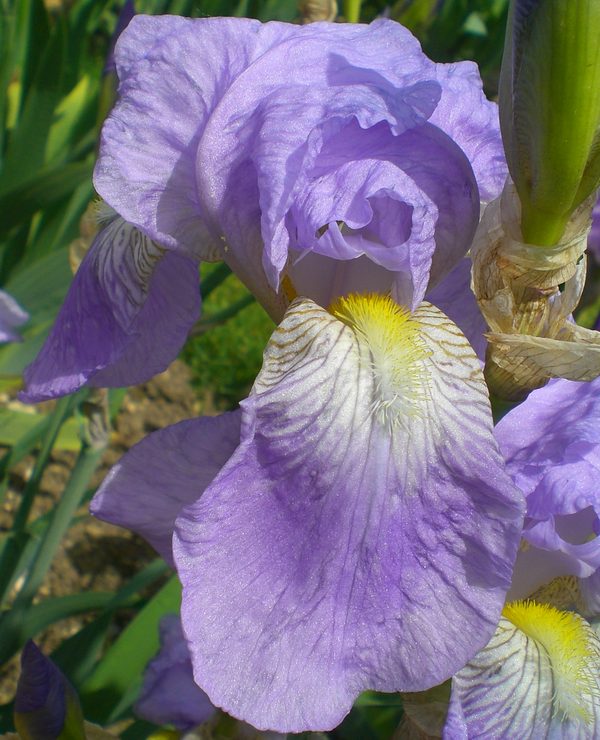 World of Irises: FRENCH IRIS FROM THE PAST NAMED AFTER LADIES