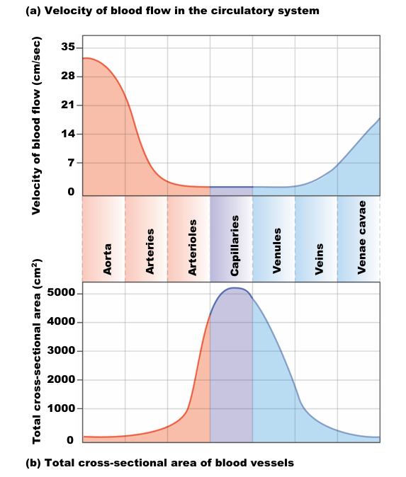 Physics 111: Fundamental Physics I: Physics of Blood Flow in the Body