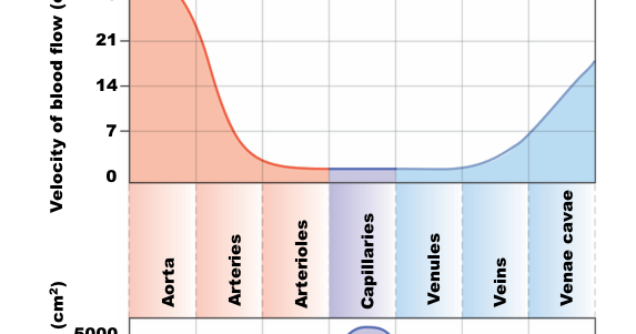 Physics 111: Fundamental Physics I: Physics of Blood Flow in the Body