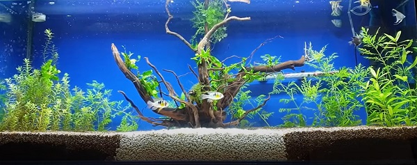 Setup New Aquascape in Planted Angelfish Tank