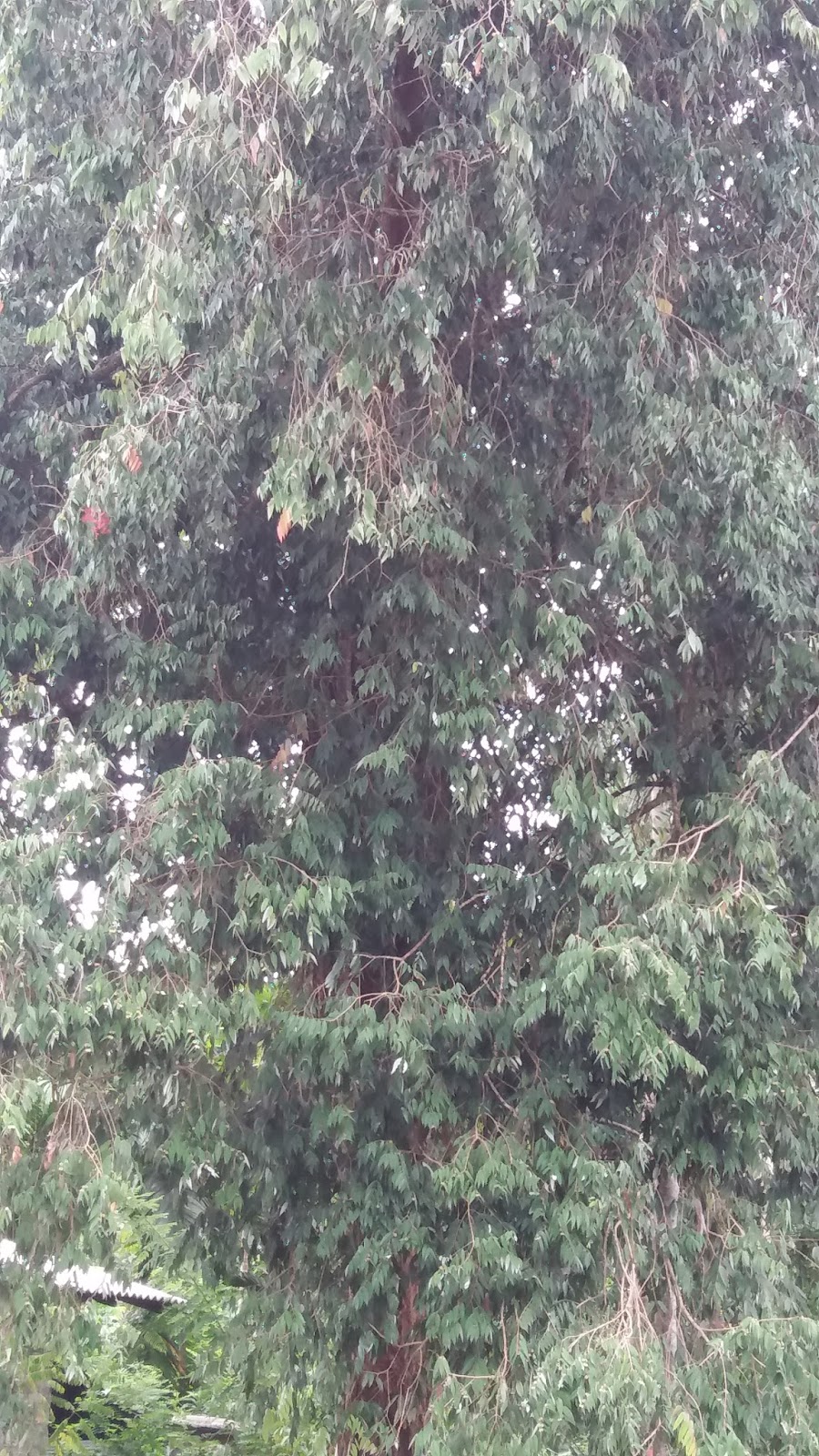 The National Symbols of Sri Lanka: 2016