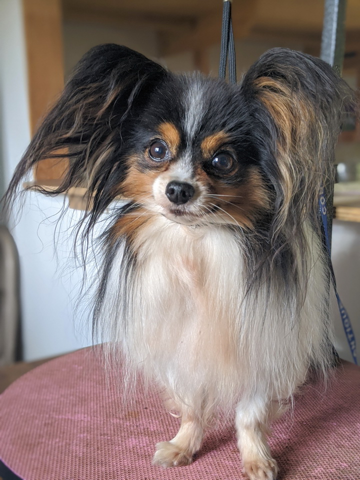 Road's End Papillons : Available Retired Papillon