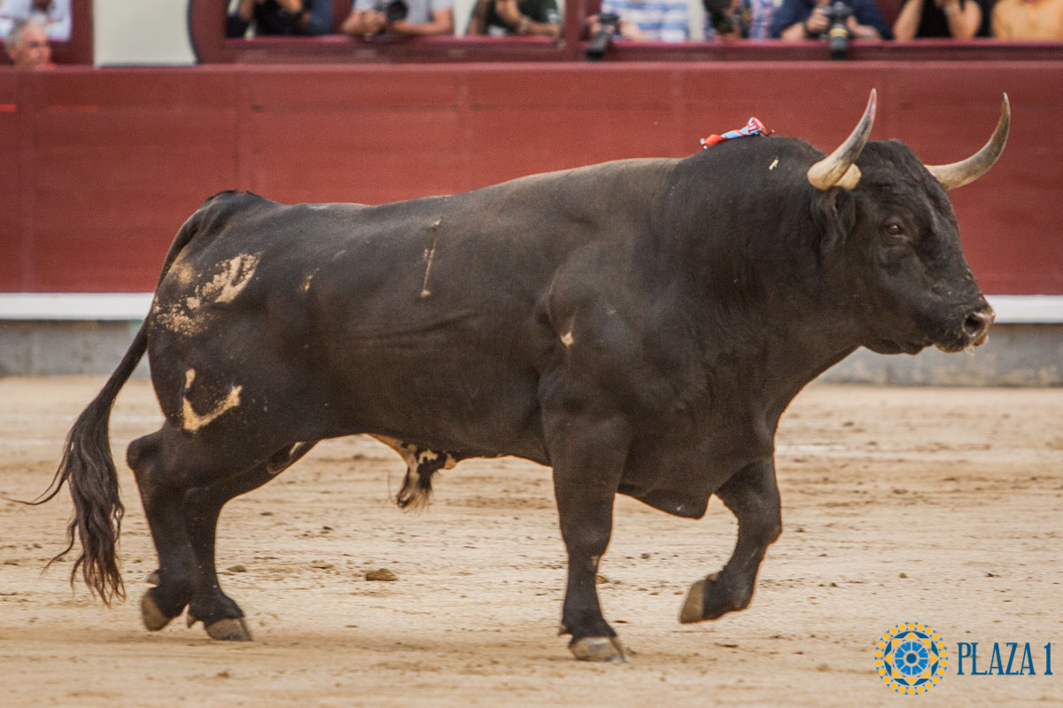 Dominguillos: Top 10 de toros más bravos del 2018 por la Asociación El ...