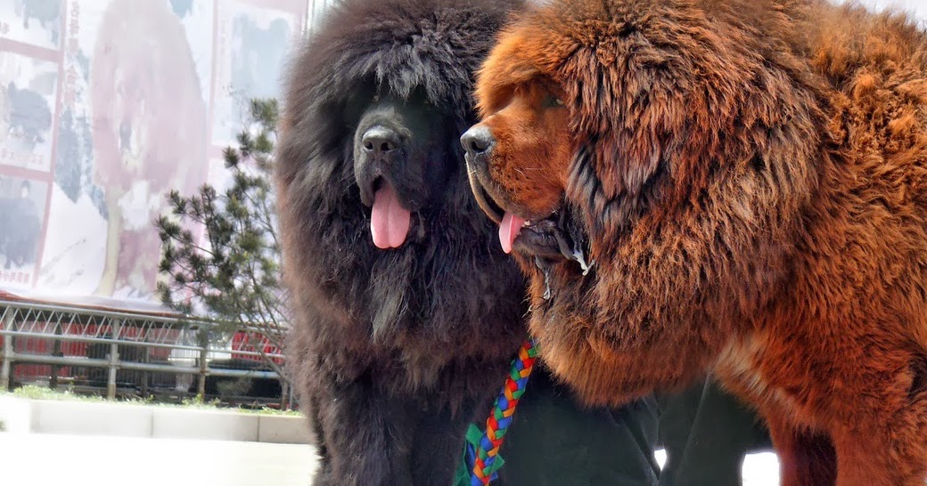 Punnett's Square: Tibetan Mastiffs Can Survive Extreme Conditions ...