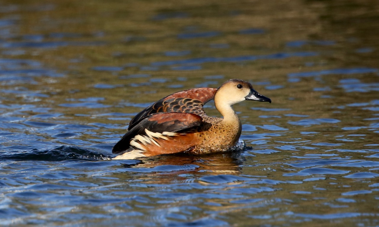 Avithera: Wandering Whistling-Duck