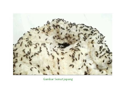 Manfaat Semut Jepang Untuk Pengobatan dan Kesehatan | Tips dan Cara ...