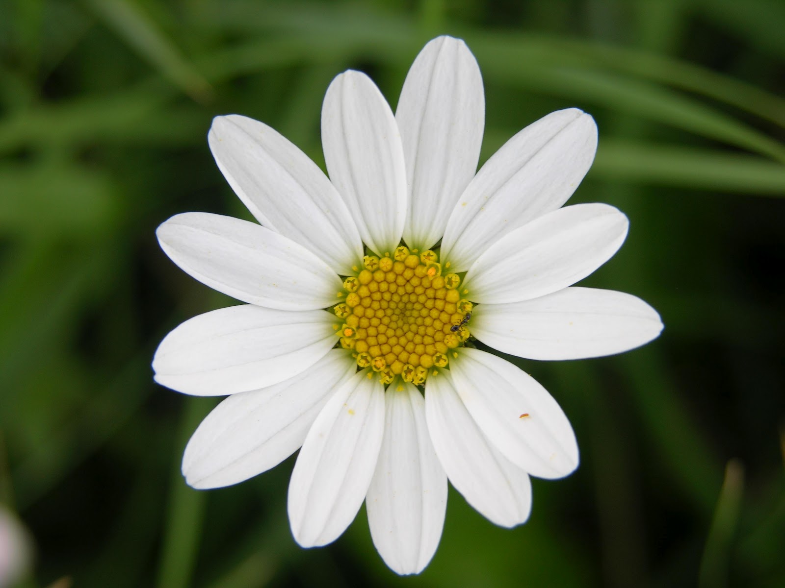 Fiori Piante e Giardini del Mondo: MARGHERITA: SIMBOLO DI SEMPLICITÀ