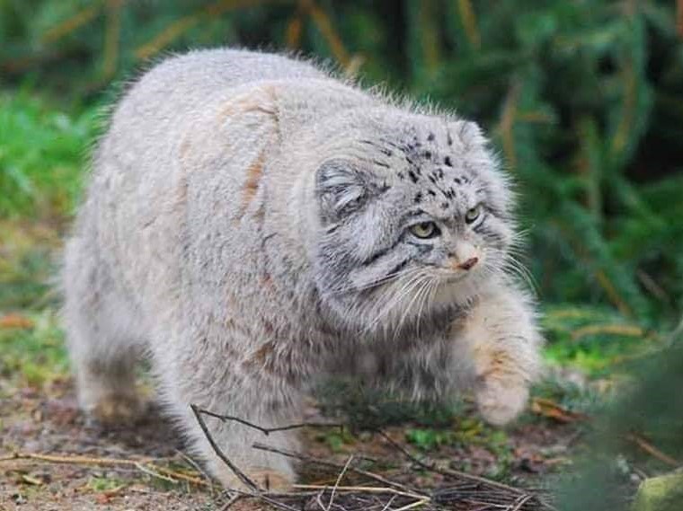 Spesies Kucing Unik Hidup Pada Ketinggian 4000 Meter Dari Aras Laut