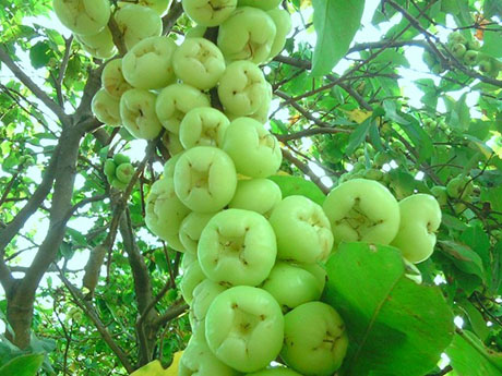 EKOGEO: JAMBU : BUAH DENGAN KANDUNGAN VITAMIN C