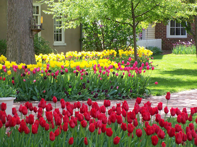 Beyond The Garden Gate: Tulips are special!