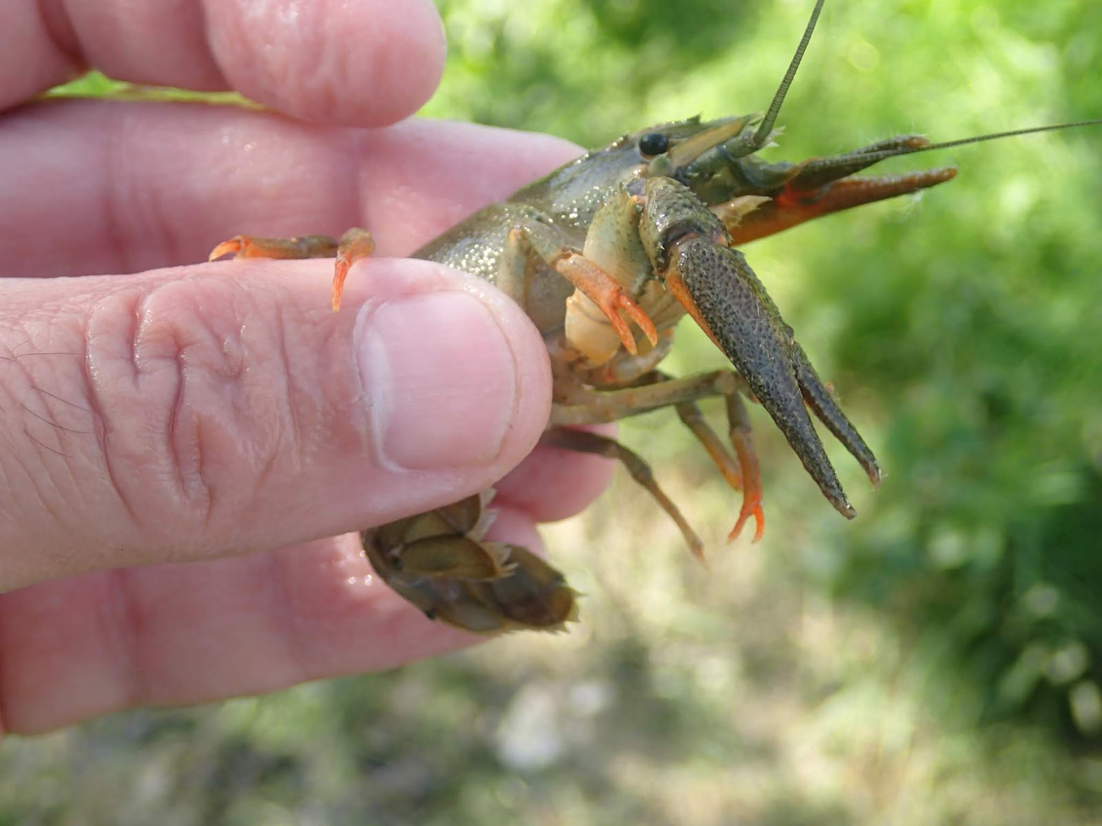 Athens Nature Journal: Kosovo: Summer fish sampling