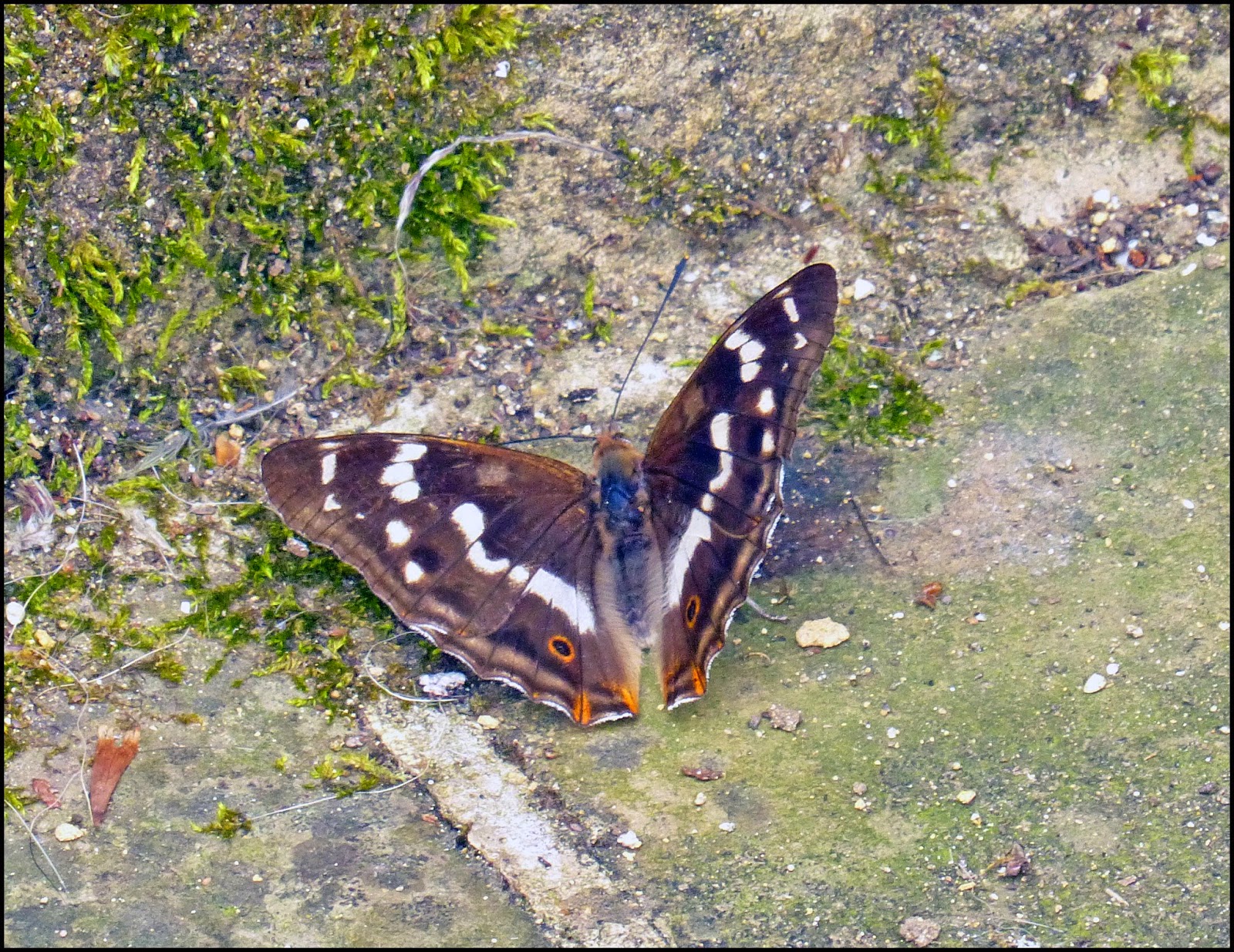 Wild and Wonderful: Purple Emperor Butterfly at Chedworth Roman Villa