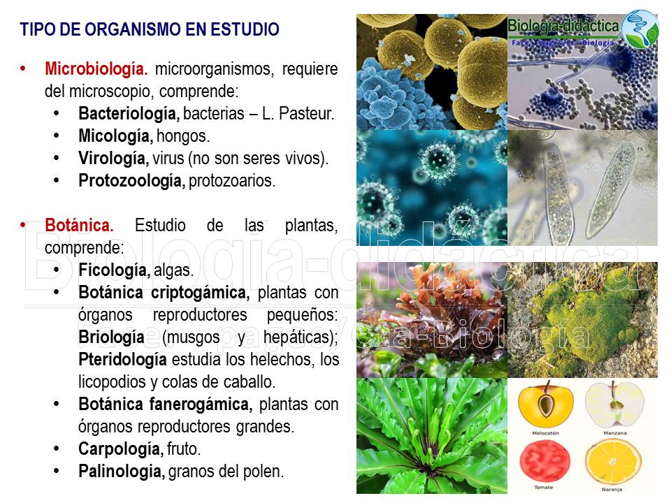 Biología didáctica: Ingenieria BIO - Ser Vivo