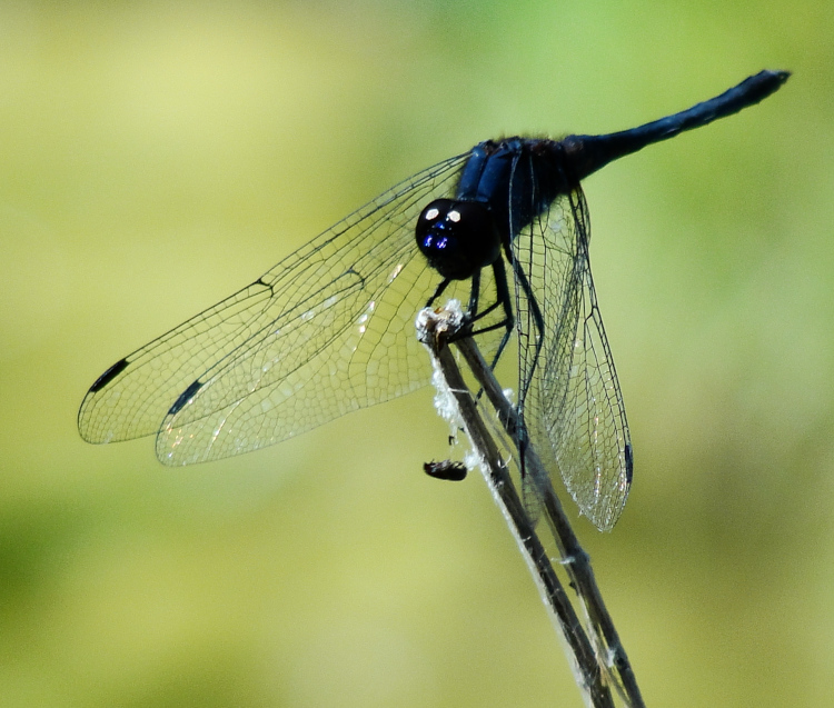 Star of the East: Dragonflies
