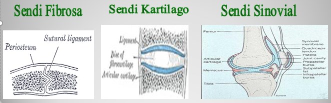 Anatomi Sistem Muskuloskeletal - I'am Ners