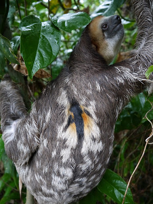 Mamíferos y marsupiales mammals of the earth: Perezoso de tres dedos ...