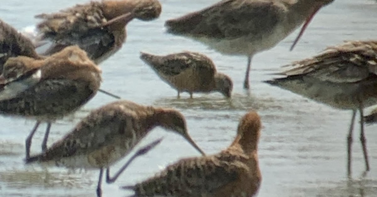 AL ORTONS BIRDING BLOG: CHESHIRE AND WIRRAL BIRD SIGHTINGS