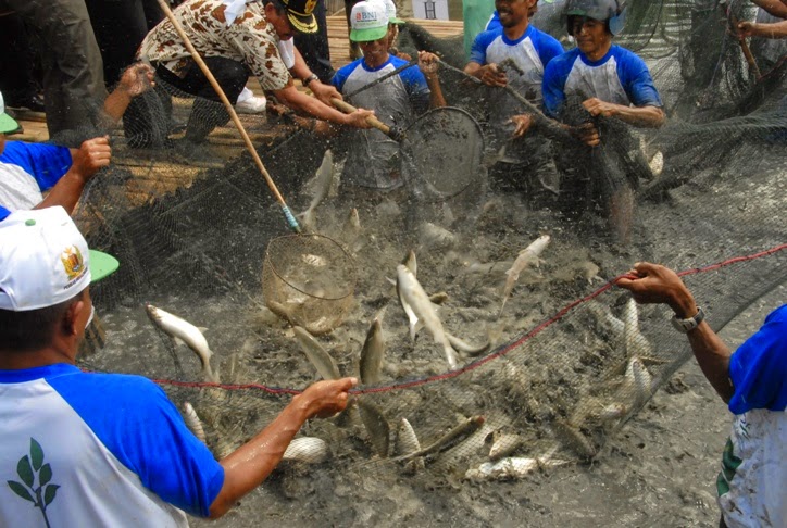 Tips Budidaya Ikan Bandeng - Dunia Akuarium