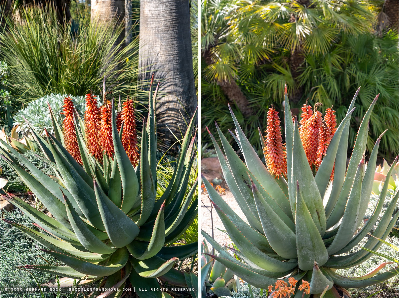 Aloes flowering at the Ruth Bancroft Garden right now