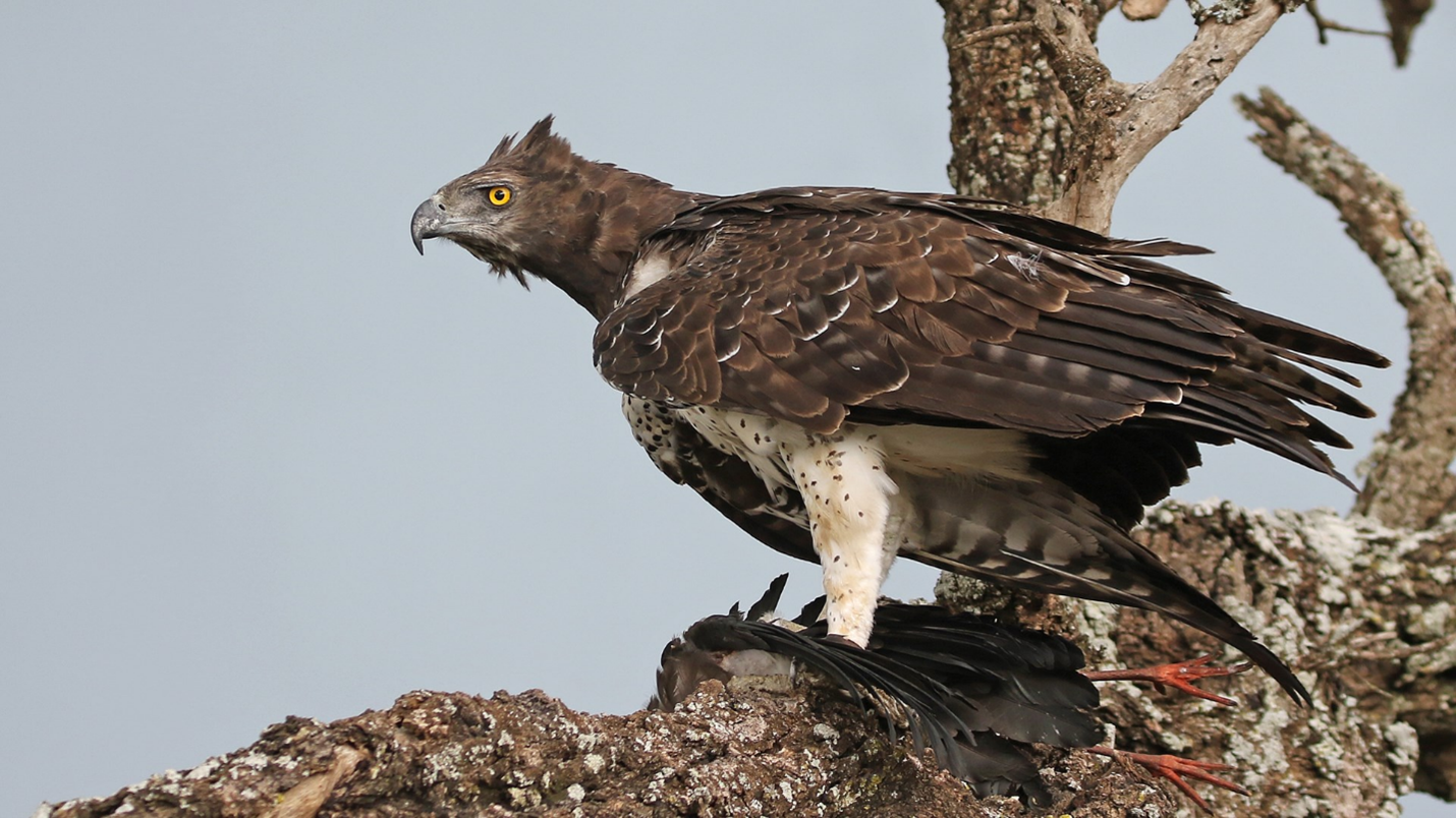 Amagama wee ndidi ngee ndidi zeentaka Ngesi Xhosa