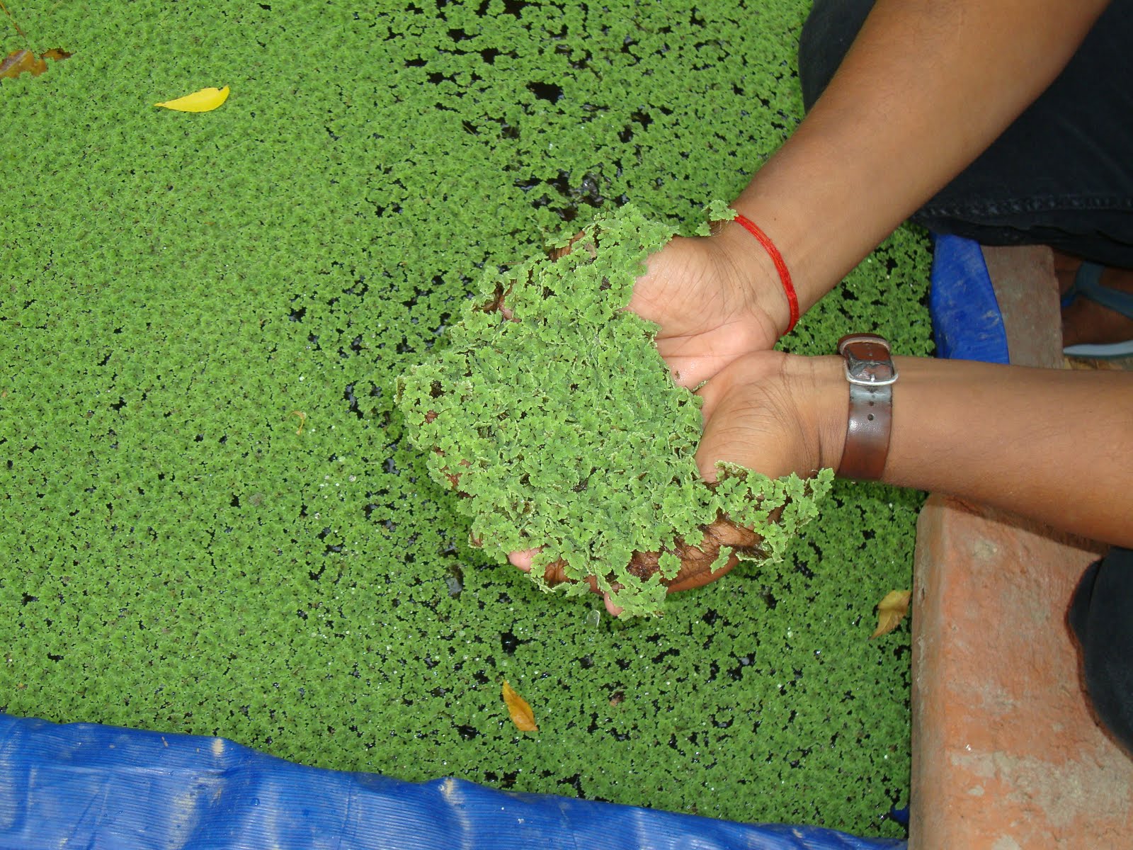 azolla as cattle feed: Current scenario of animal feed