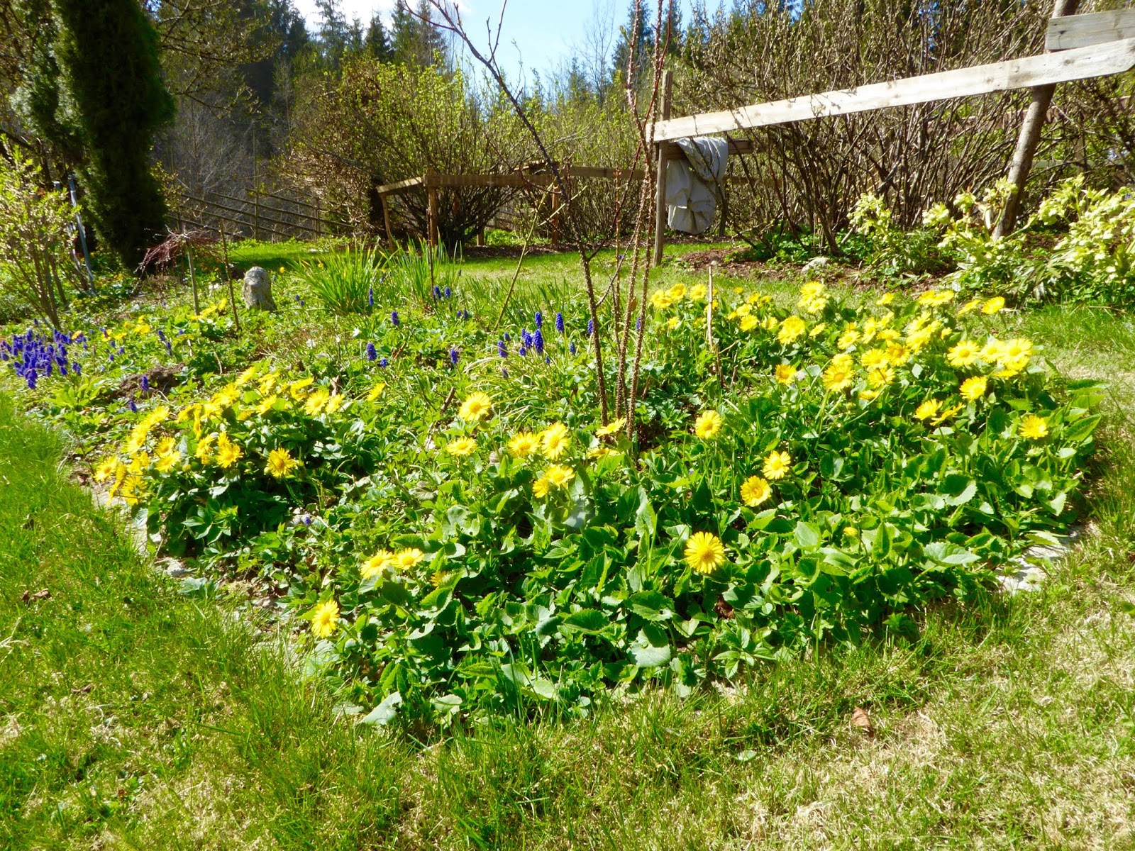 elämää luonnossa: Pihaltamme ja Susannen mustikka ja karhunmaja istutus.