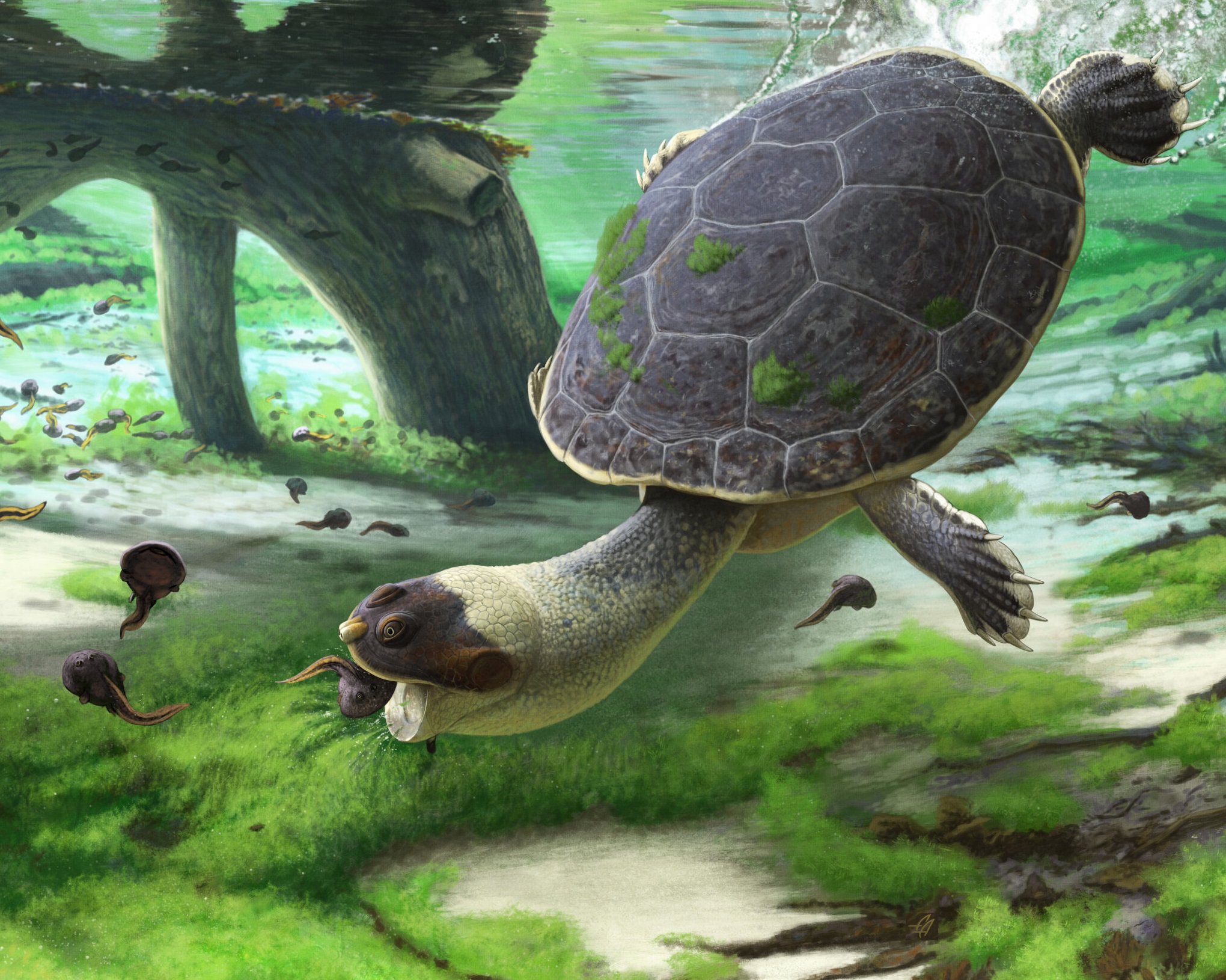 Species New to Science: [Paleontology • 2021] Sahonachelys mailakavava ...