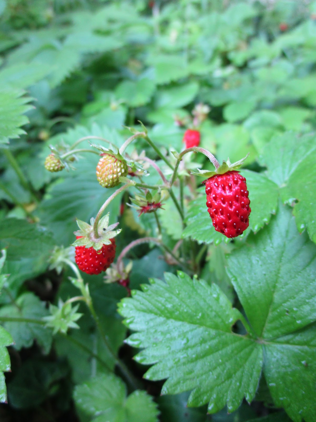 La Bélizière: Fraises des bois