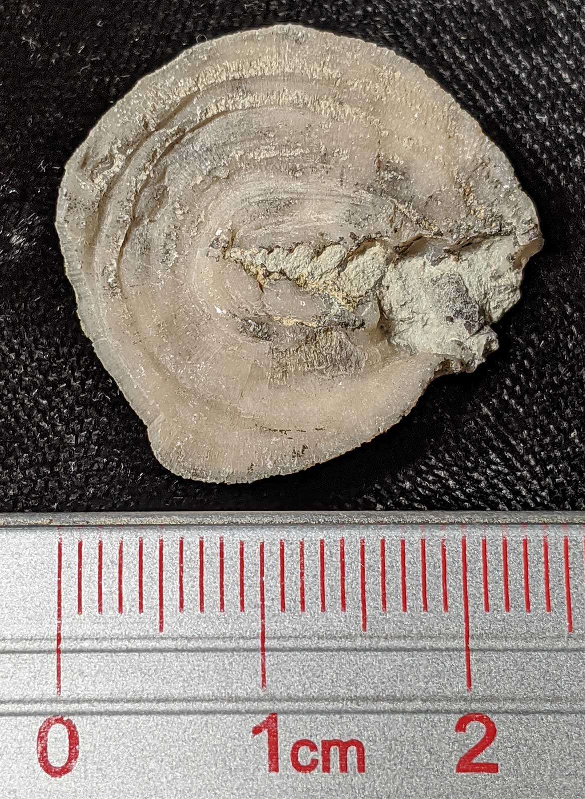 Bryozoans Fossils
