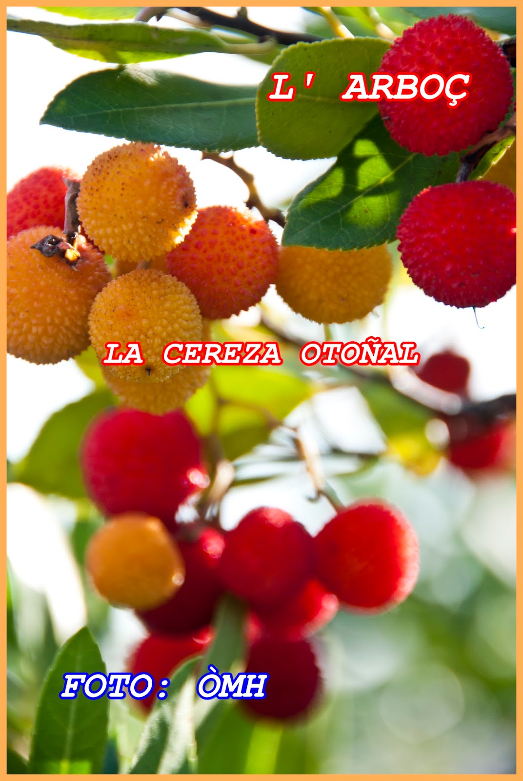 INDICE DEL BLOG VILA DEL ARBOS -TARRAGONA : ORIGEN DEL NOMBRE INDICE DEL BLOG VILA DEL ARBOS -TARRAGONA : ORIGEN DEL NOMBRE