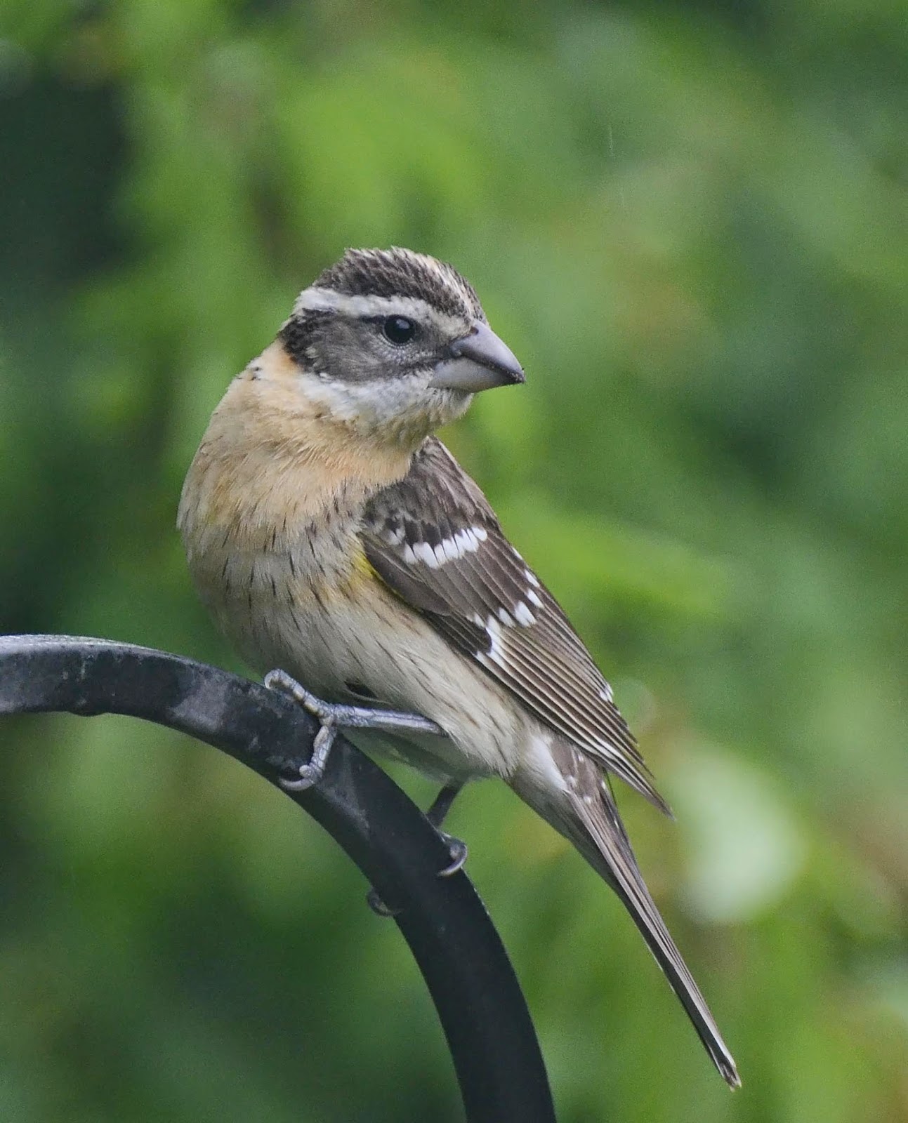 Oregon Backyard Birds Etc May 2015