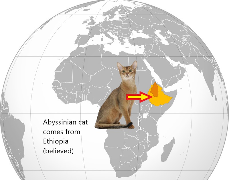 Cat Chit Chat Where Do Abyssinian Cats Come From