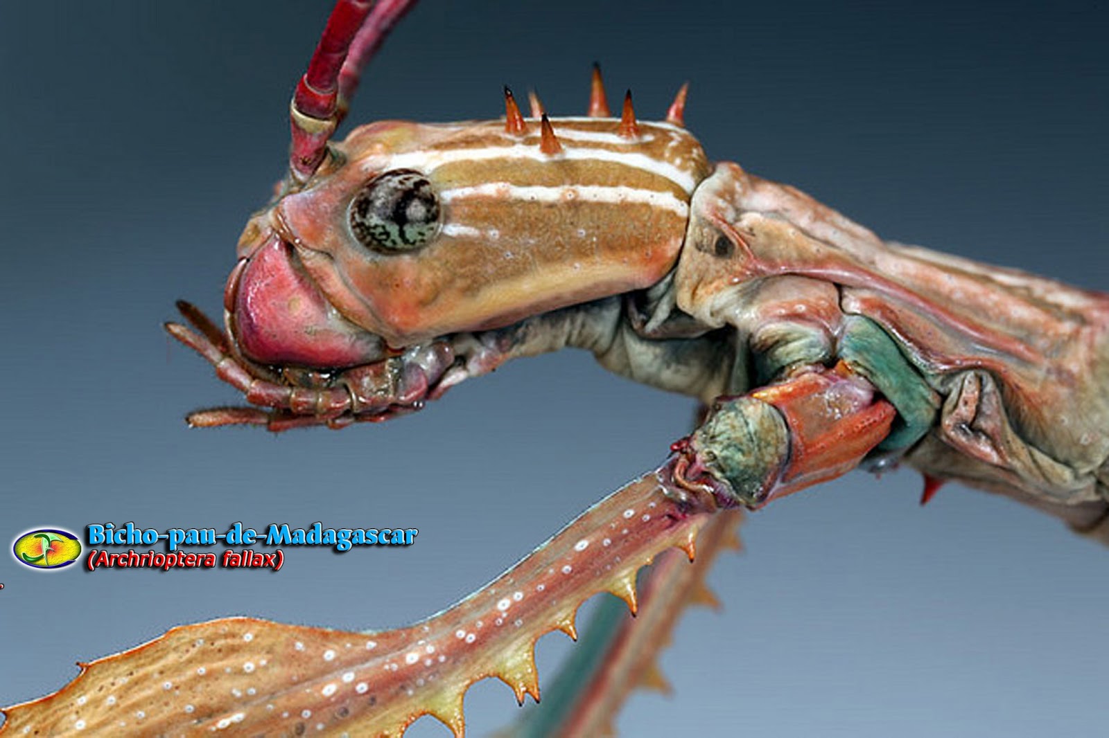 Zoologia: Bicho-pau-de-Madagascar (Achrioptera fallax)